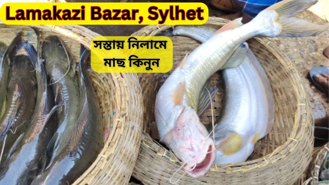 Sylhet’s Lamakazi Fish Market: The Ultimate Destination for Fresh Deshi Fish || সিলেটের লামাকাজী ...