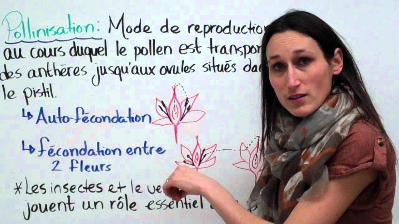 21. Sciences 9e La pollinisation - YouTube