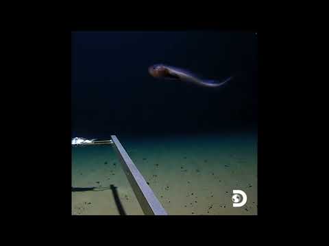 30 Second Mariana Trench Educational Video