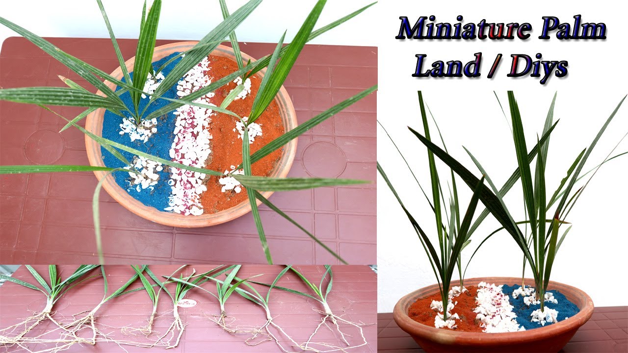 How to make miniature palm land/Diy/Gardening Ideas - YouTube