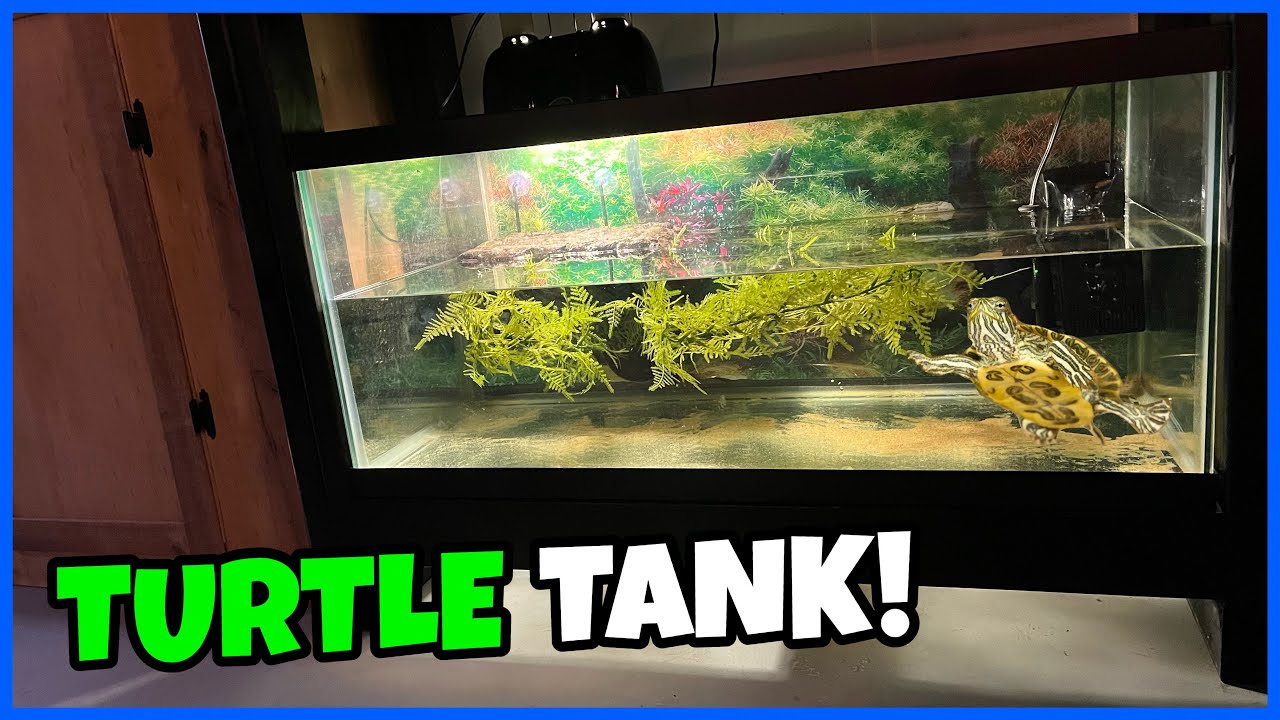 Cheap & Simple TURTLE TANK Setup! (40gal.) - YouTube