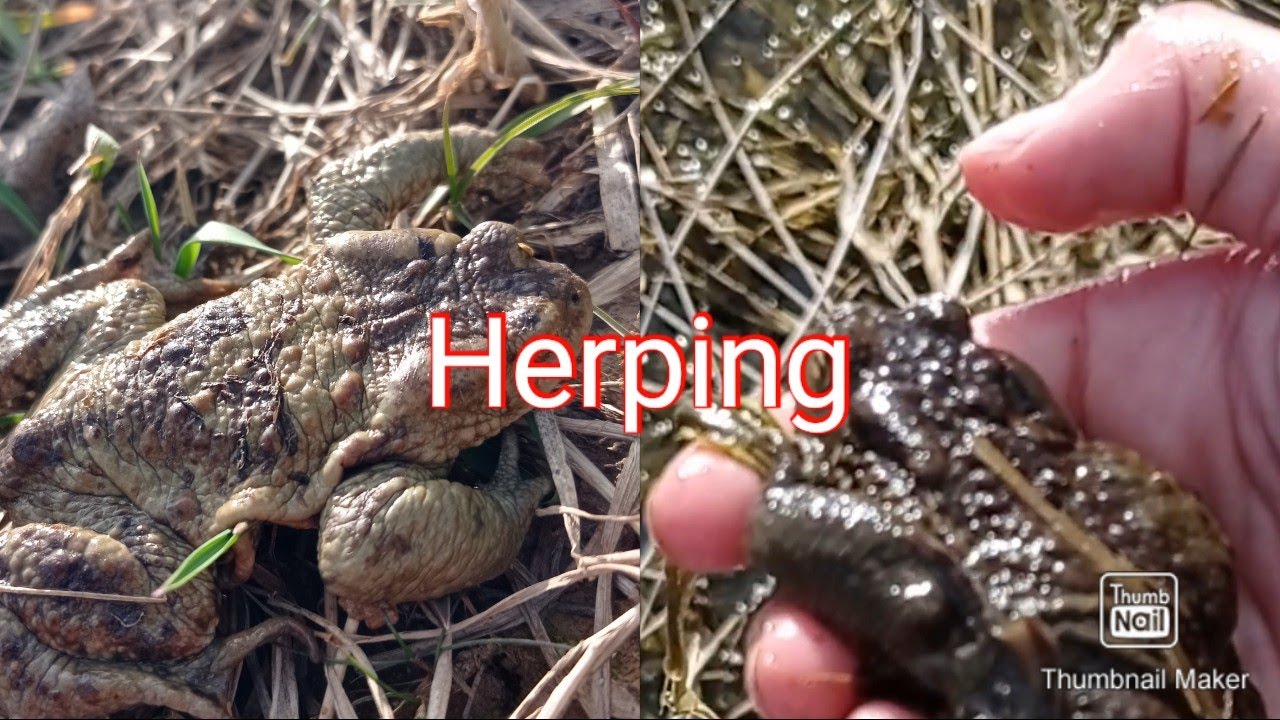 Herping 2🦎🐸Žáby a ještěrky - YouTube
