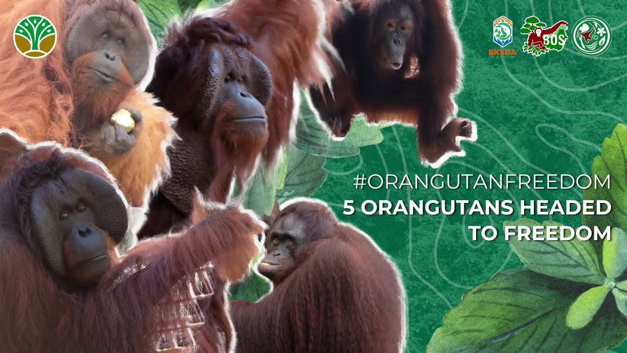 5 ORANGUTANS HEADED TO FREEDOM! - YouTube