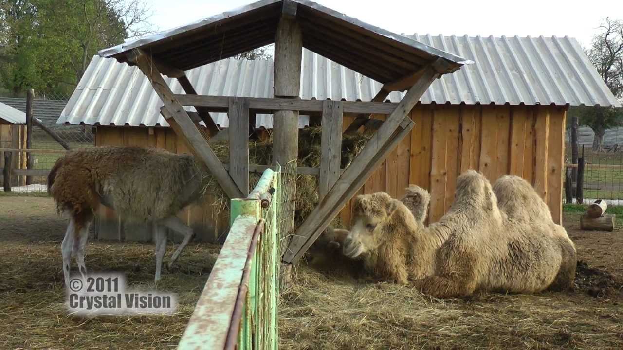 Ranč pod Babicou, ZOO Bojná - YouTube