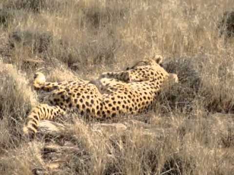 Male Cheetah in Mountain Zebra National Park, South Africa - YouTube