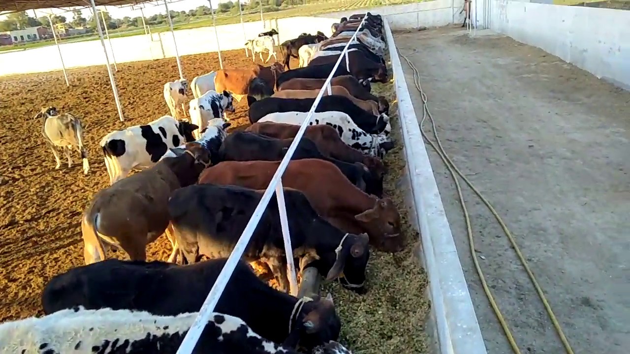 Feedlot Fattening Farm in Pakistan - YouTube