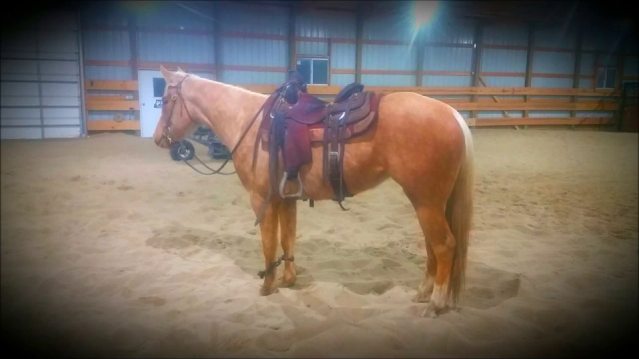 "So Flittin Hot" - 2014 mare owned by Lacey Wagner in training with ...