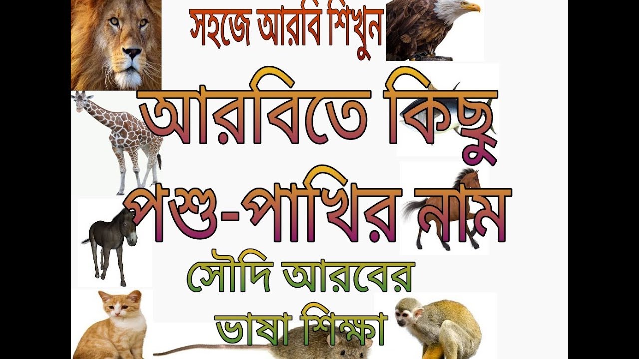 Learn Arabic Animal and birds name/ আরবিতে পশু-পাখির নাম - YouTube