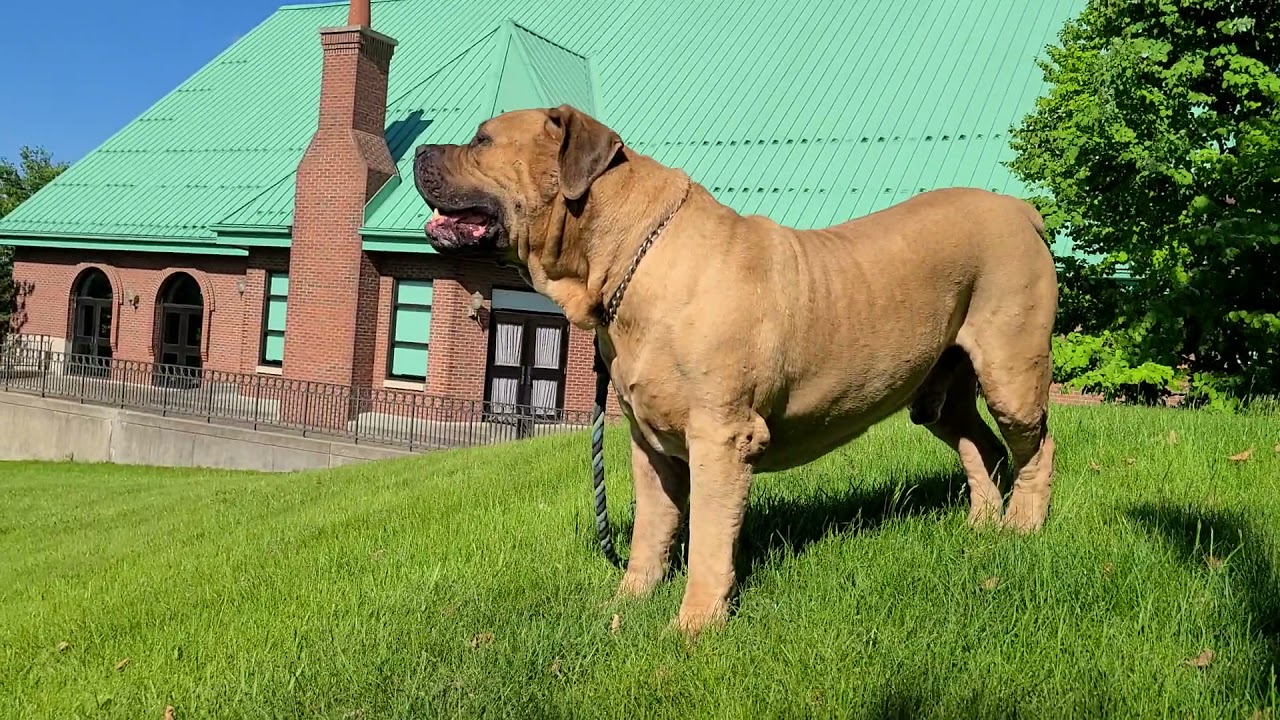Worlds most handsomest 190lb squishy face beefcake doggo #shorts - YouTube