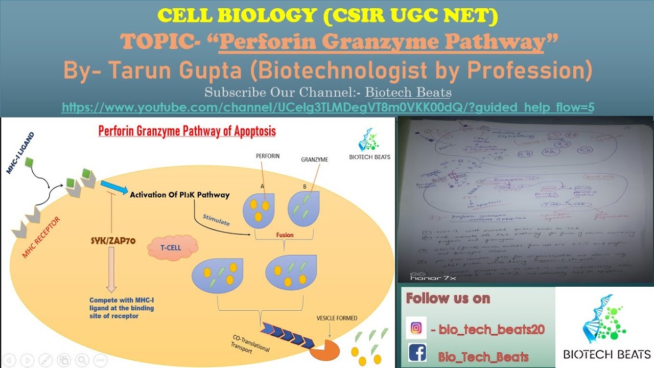 Perforin Granzyme Pathway {Apoptosis-4} (Cell Biology) - YouTube