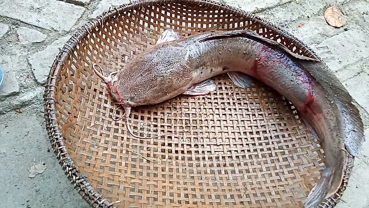 LELE RAKSASA TERLUKA - YouTube