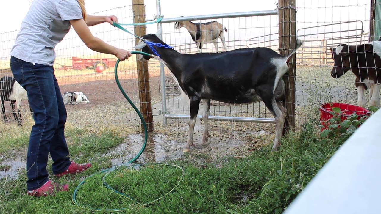 How To Cool Down An Overheated Goat - YouTube