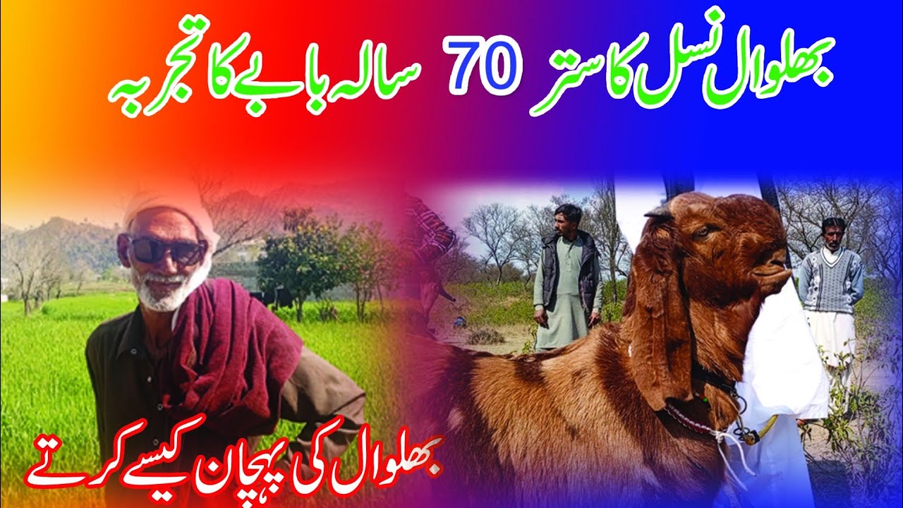 Most experience man in bahlawl or pothwari local breed in azad Kashmir ...
