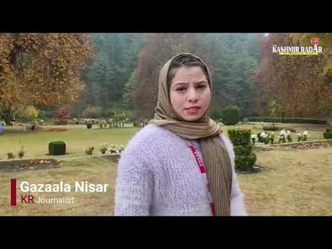 Report on Chinar Trees by Gazala Nissar.