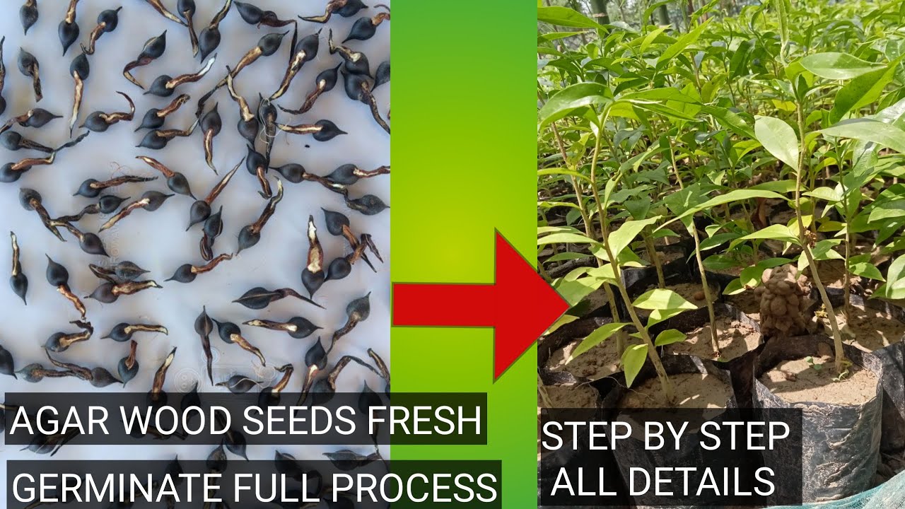 How to germinate agar wood seeds/full process😲 step by step/ if you ...
