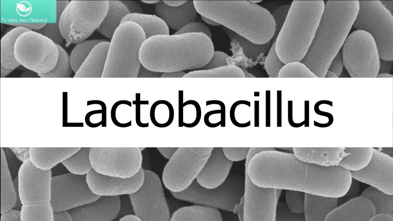 Para qué Sirven los Lactobacilos - YouTube