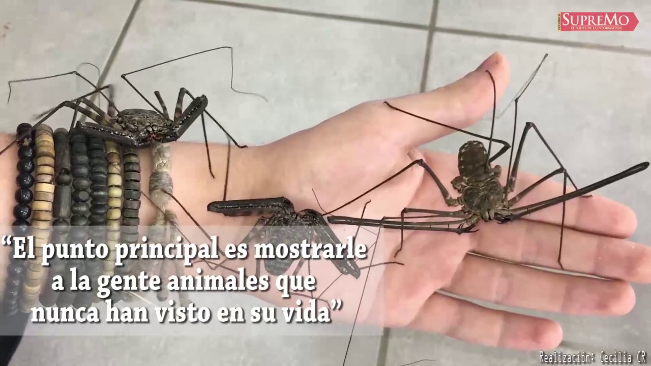 Adrian Kozakiewicz un criador de insectos tropicales y exóticos - YouTube