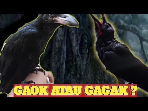 Apa bedanya Gaok dan Gagak ? kupas tuntas pembahasan tentang burung ini ...