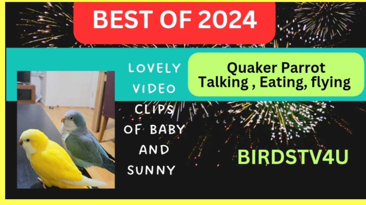 Quaker Parrot talking | Best of 2024 | Quaker Parrot sounds | Monk ...