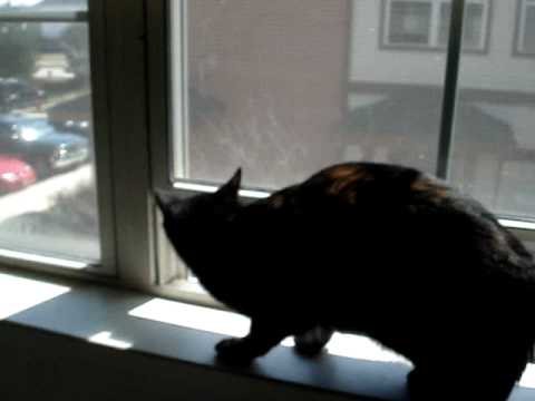 Talking Cats-Funny Cat Chatting with Birds - YouTube