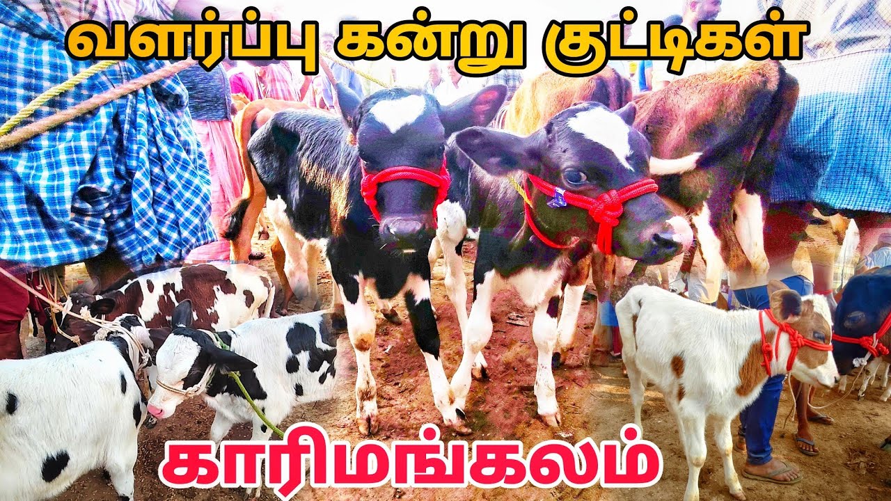 karimangalam cow market Biggest HF cow Jersey cow market Dharmapuri ...