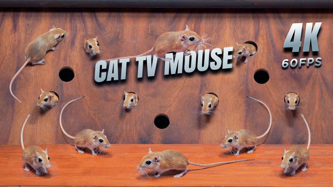 Cat TV Mouse: The Most Addictive Hide & Seek Cat TV Video Ever! - Cat Entertained for 8 Hours ...