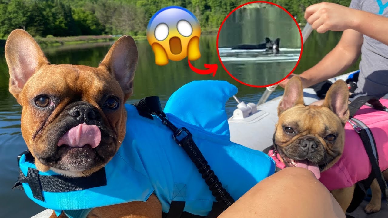 Dogs Going On A Boat Ride | We Saw A BEAR!😱 - YouTube