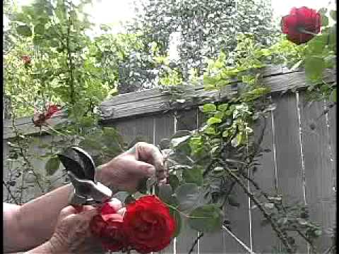 Deadheading Roses - YouTube