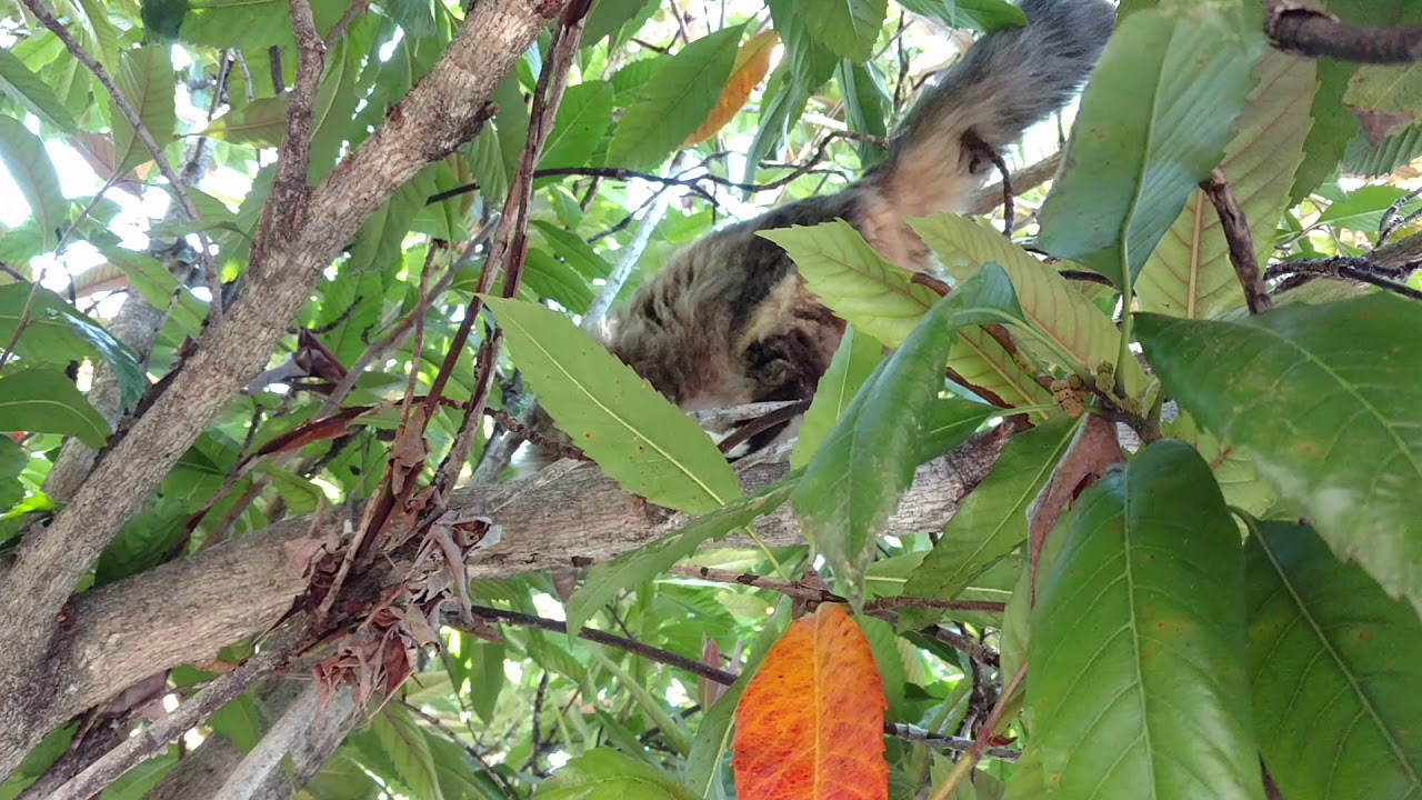 Momo on a Tree - YouTube