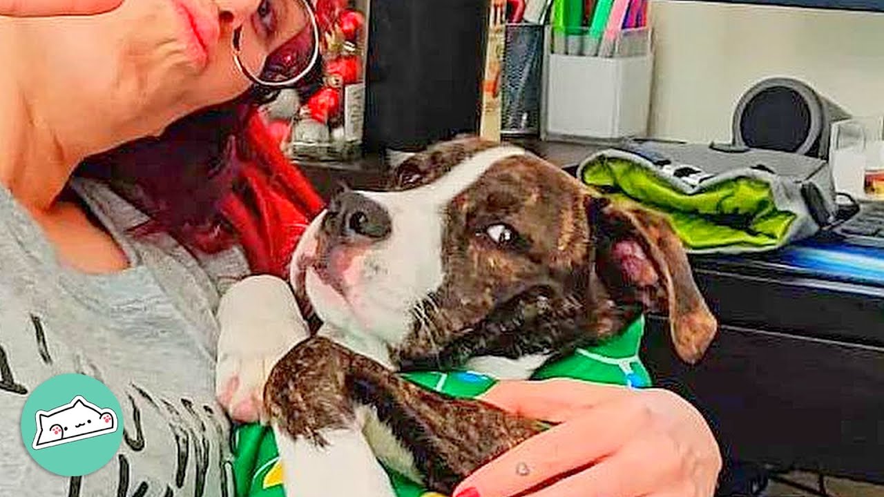 Pittie Gains Confidence After New Brother Comes Home | Cuddle Friends ...