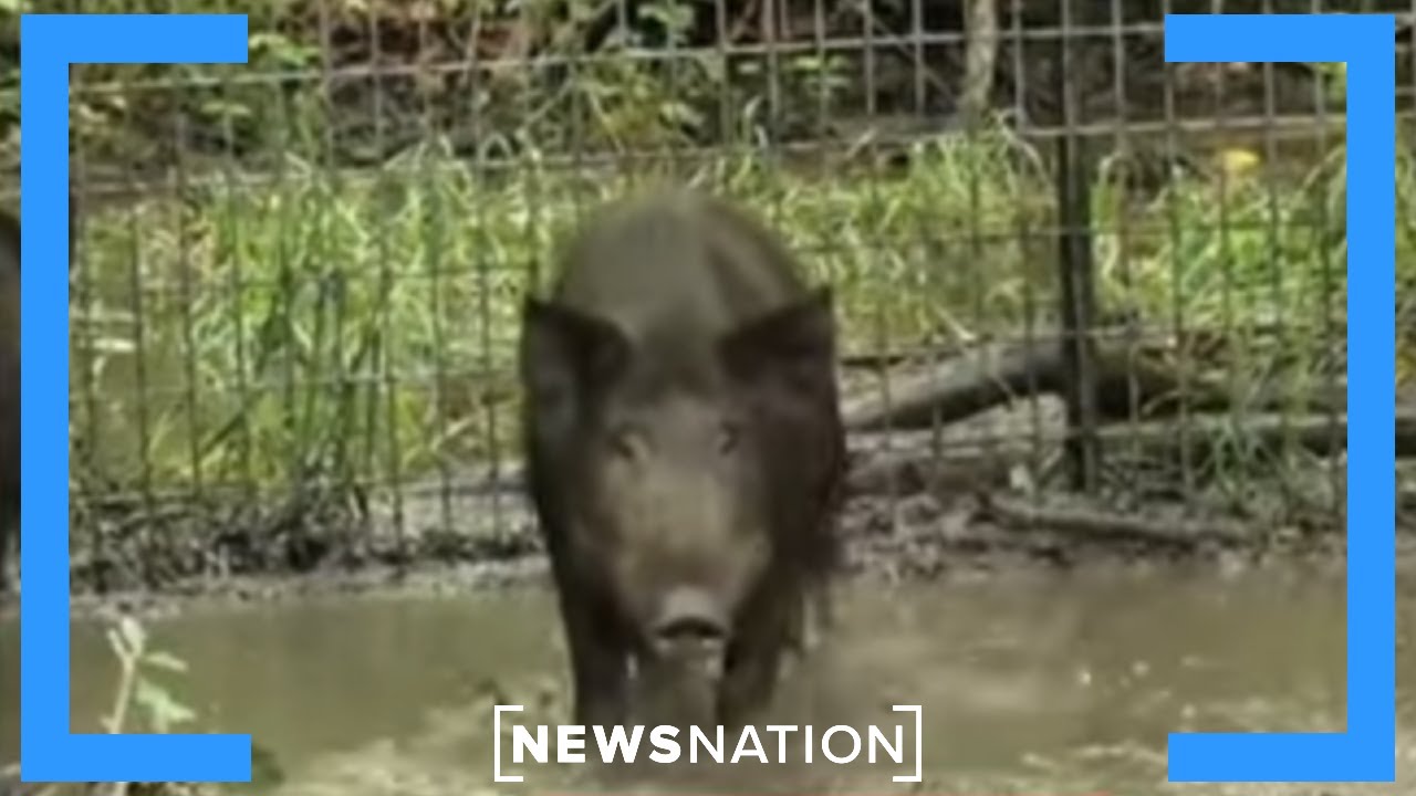 Feral hogs invading states across the US | Morning in America - YouTube