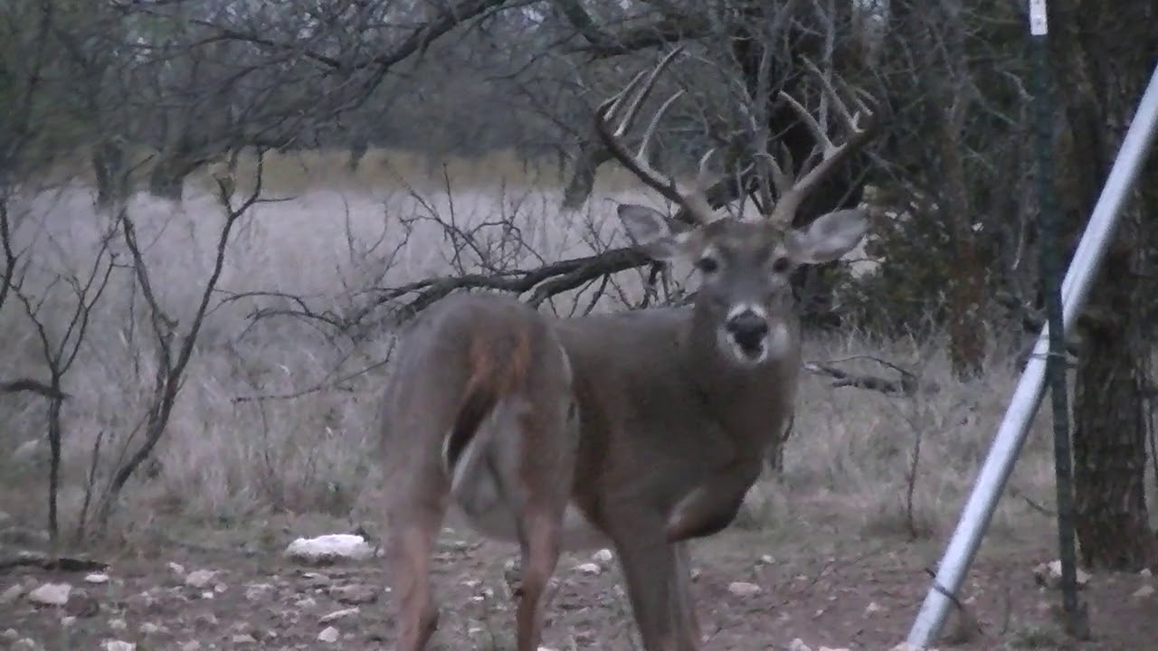 Eldorado 13 point buck - YouTube