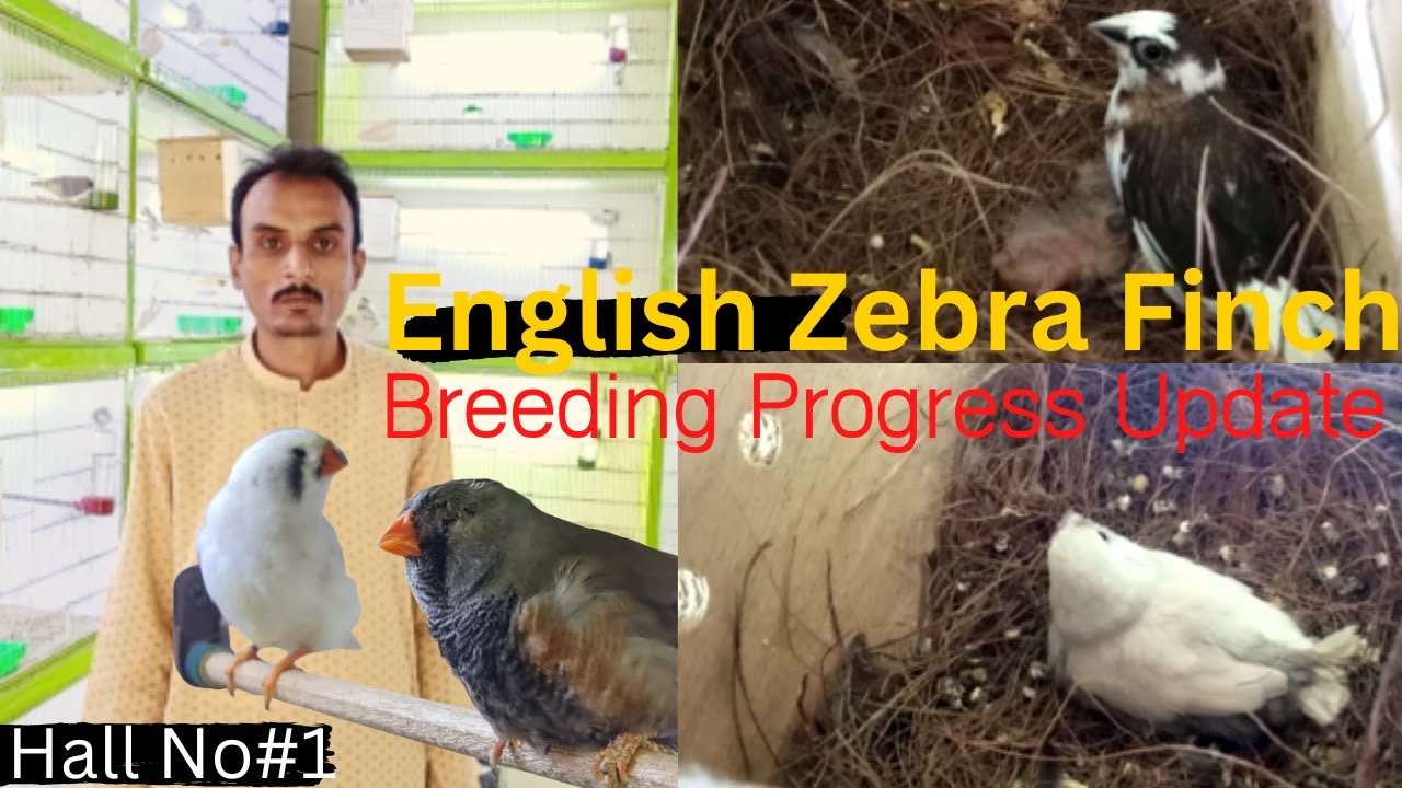 English Zebra Mutations Breeding Progress Update|Charcoal Zebra |Orange ...
