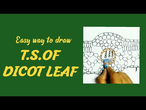 How to draw T.S of dicot leaf / Easy way to draw internal structure of ...