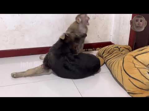 JoJo try to make JD happy , can he  try not to laugh !