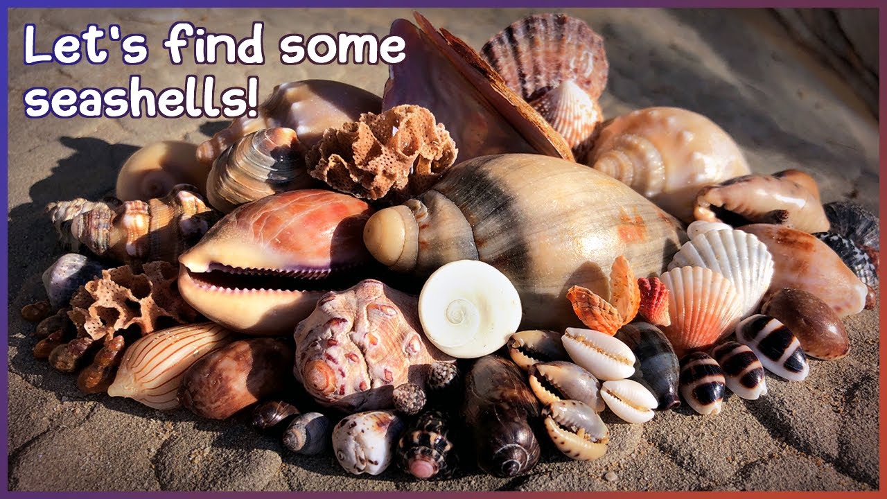 Finding Seashells at Low Tide | Cowries & Volutes in the Rock Pools # ...