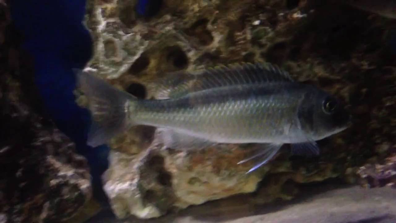 Buccochromis Spectabilis | African Cichlid - YouTube