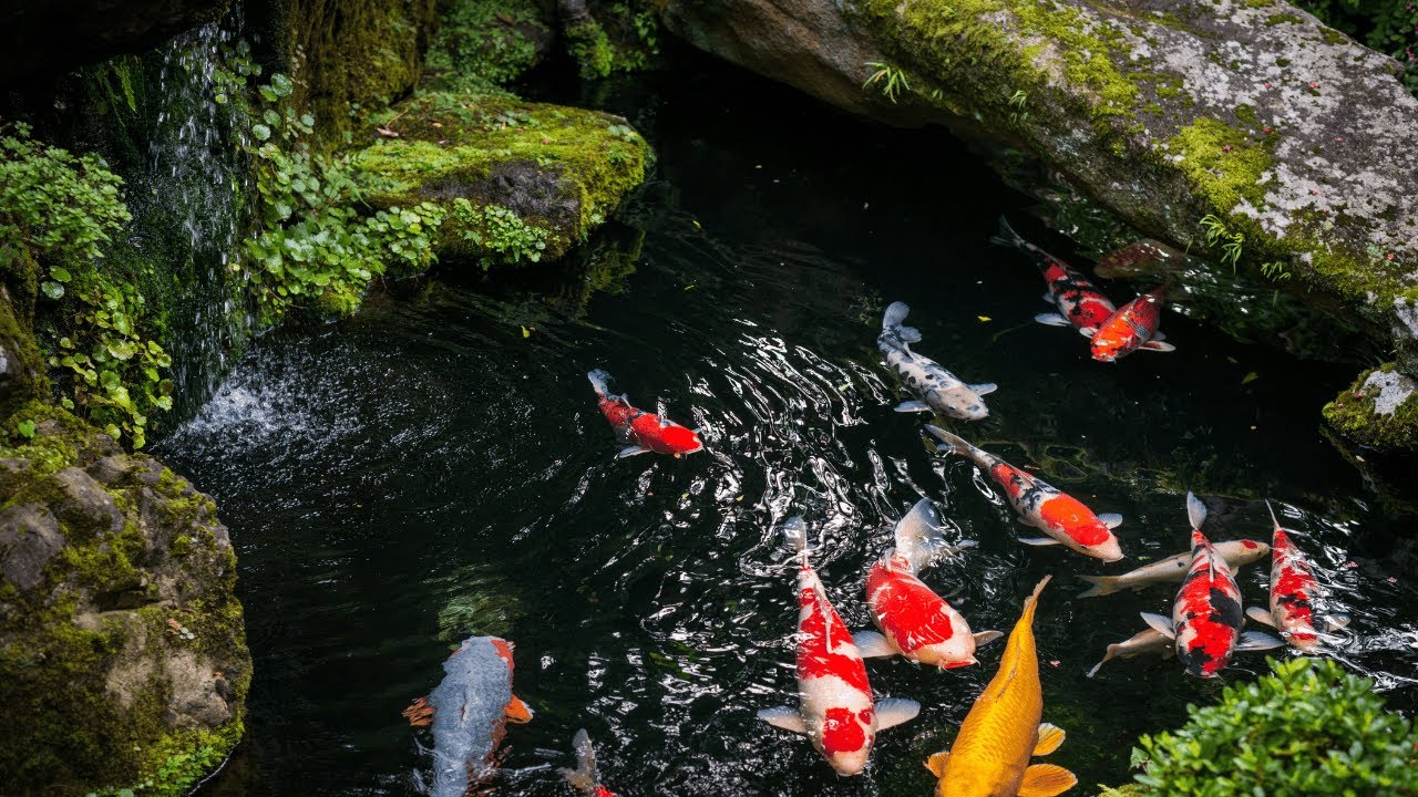 Relaxing Piano & Koi Sounds – Peaceful Water Garden Music for Sleep ...