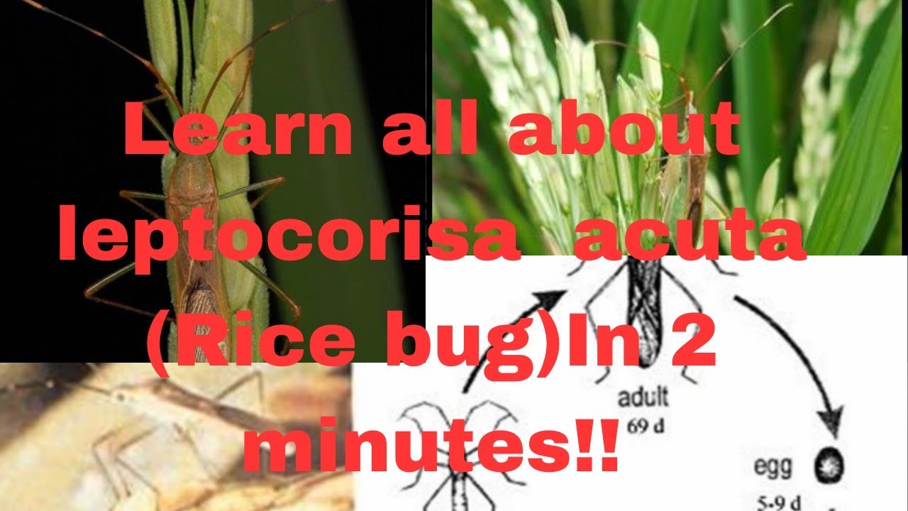 what is leptocorisa acuta(Rice bug)?what is the life cycle of ...