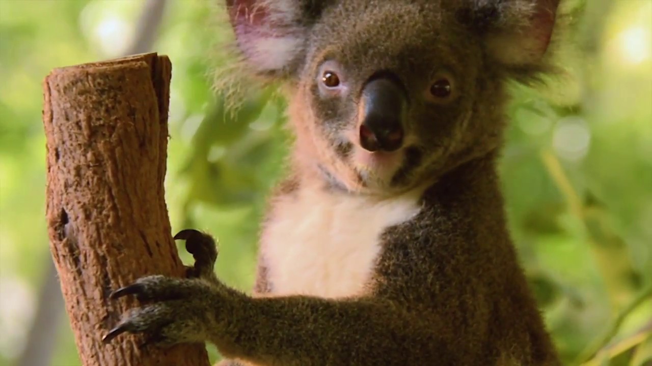 Step into a True Animal Adventure at WILD LIFE Hamilton Island - YouTube