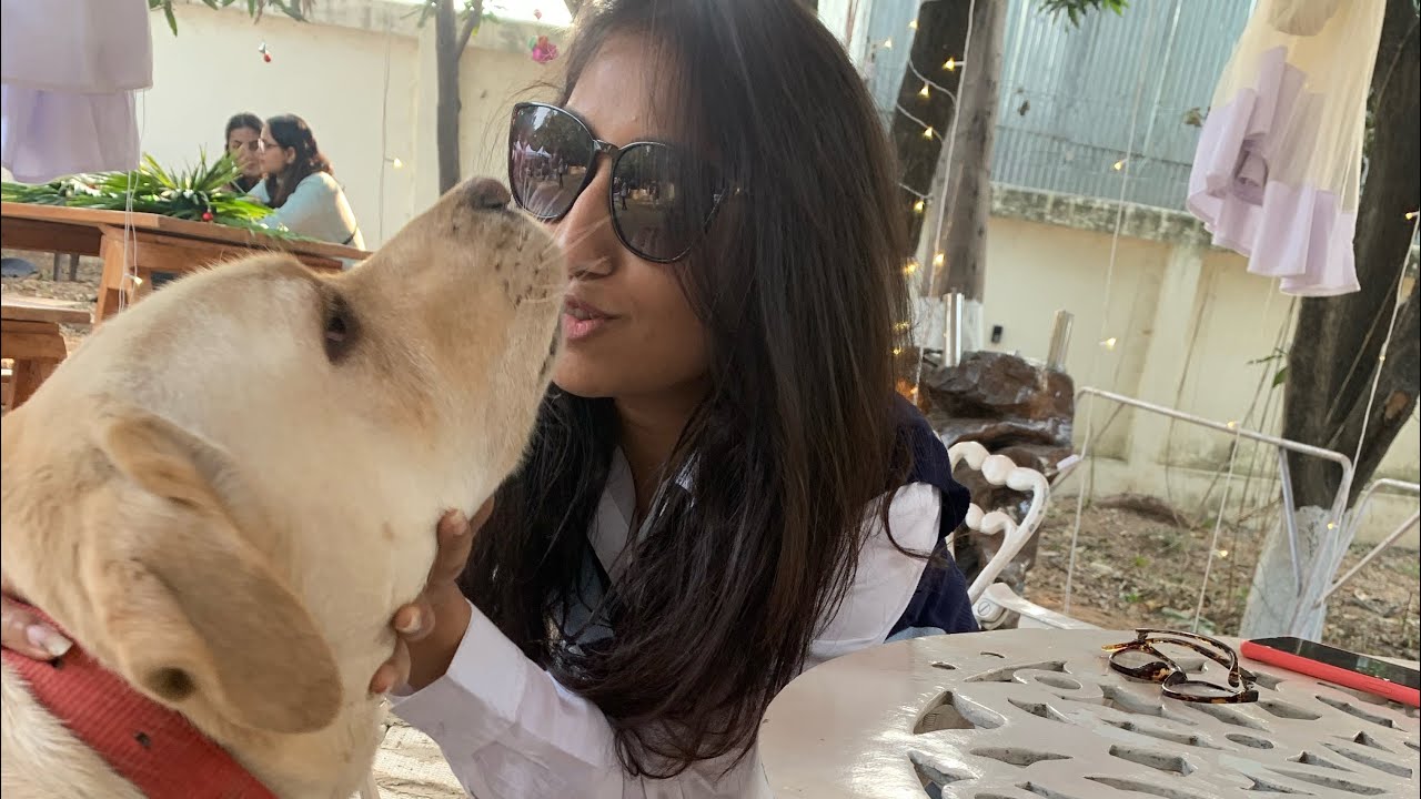 Pet Friendly Fair For Dogs | Winter outing with my Labrador - YouTube