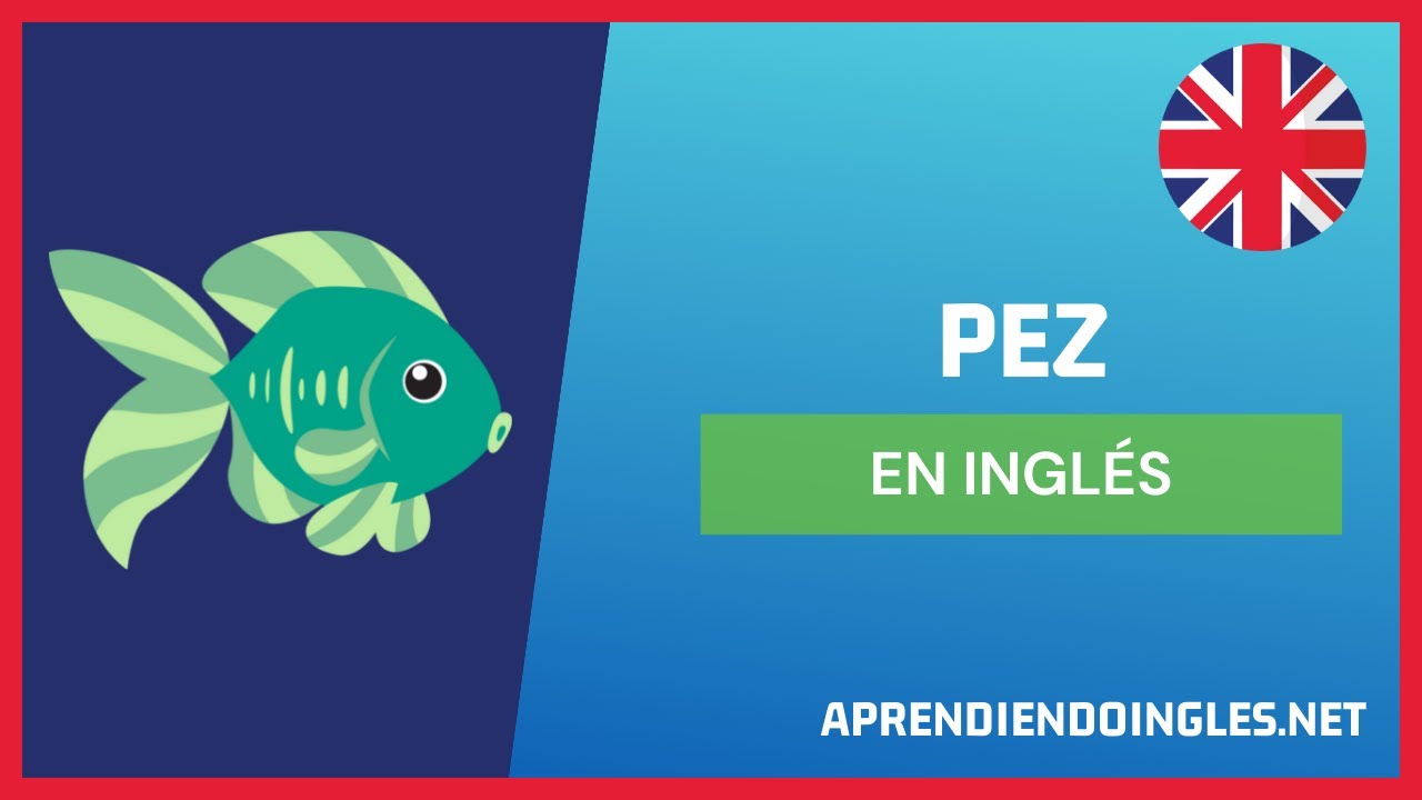 CÓMO se dice PEZ en INGLÉS 2022 🚀 APRENDE A ESCRIBIR FISH PRONUNCIACIÓN ...