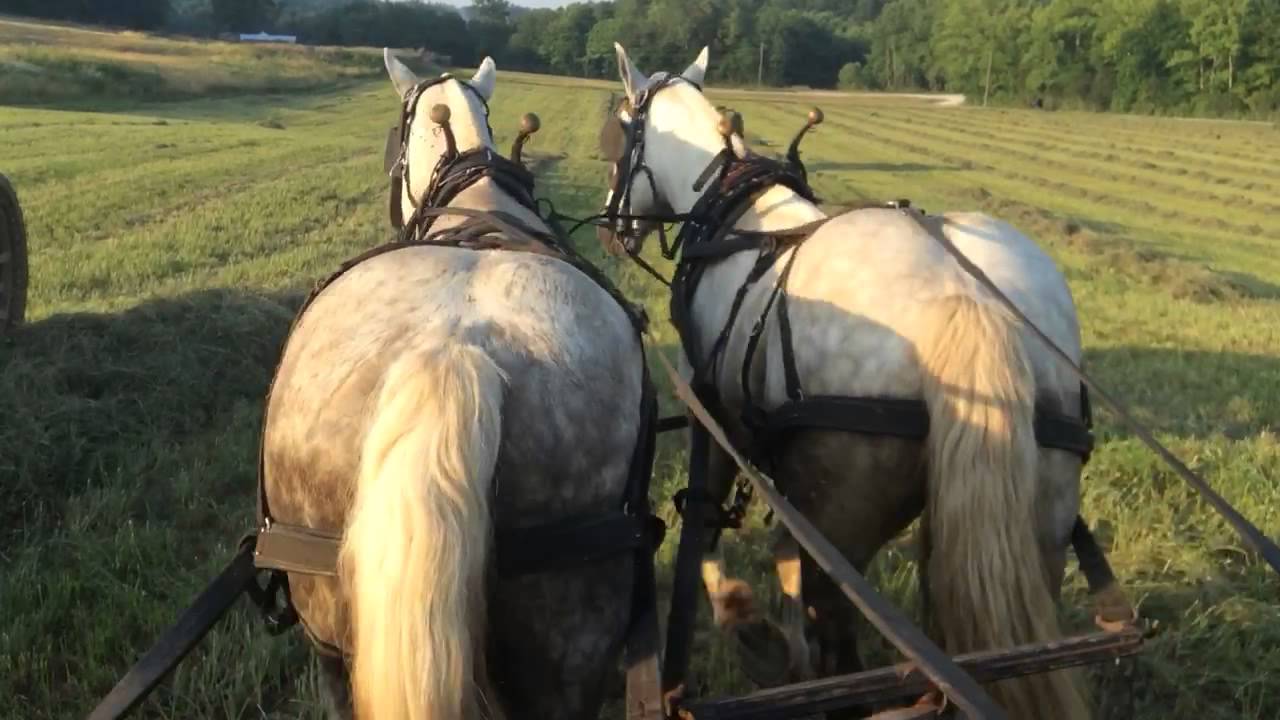 Percheron X Haflinger cross team for sale - YouTube