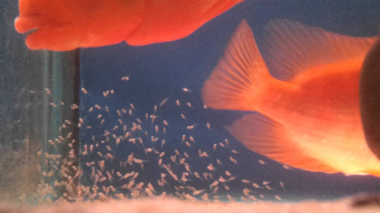 Red devils (Amphilophus Labiatus) with young fry swimming - YouTube