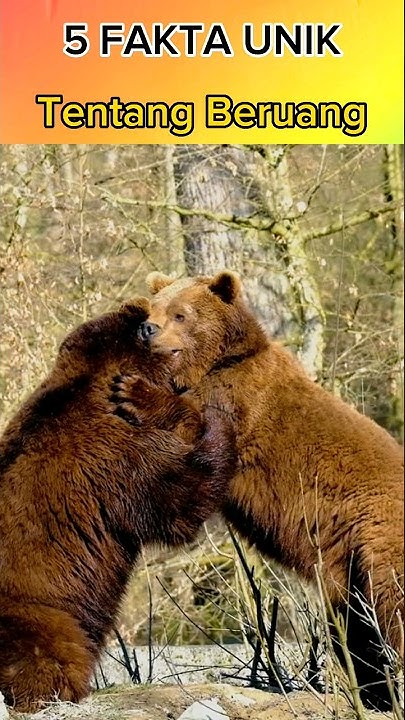 5 Fakta unik tentang beruang #shorts #short #animals #beruang #bear #pengetahuan #facts #fakta ...