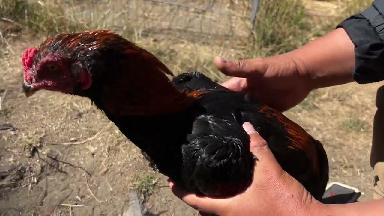 Yuav dib mus pub qaib - YouTube