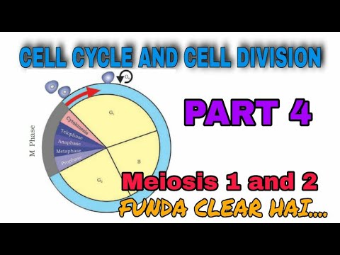 Class 11 NCERT:Cell cycle and cell division(Part 4) - YouTube
