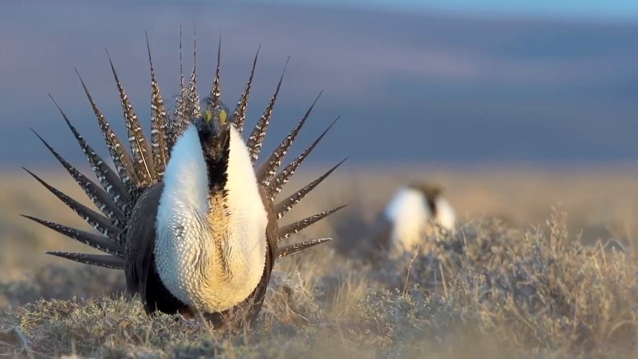 Operation Sage-Grouse: NWF Connects Youth and Conservation - YouTube