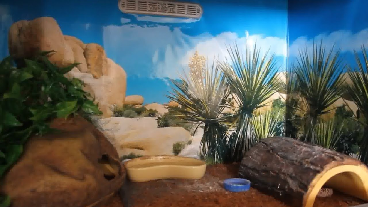 NEW SETUPS | Reptile & Insect Room Tour - YouTube
