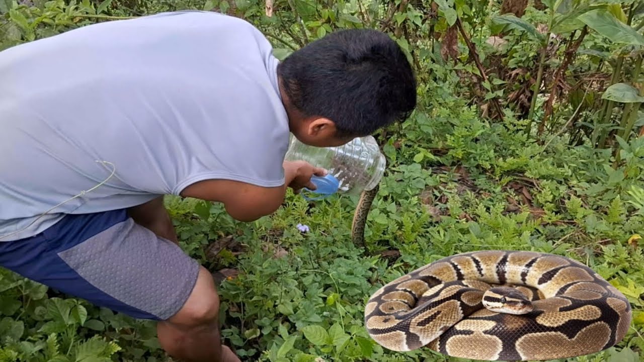 Release baby python in forest.# preserve wildlife - YouTube